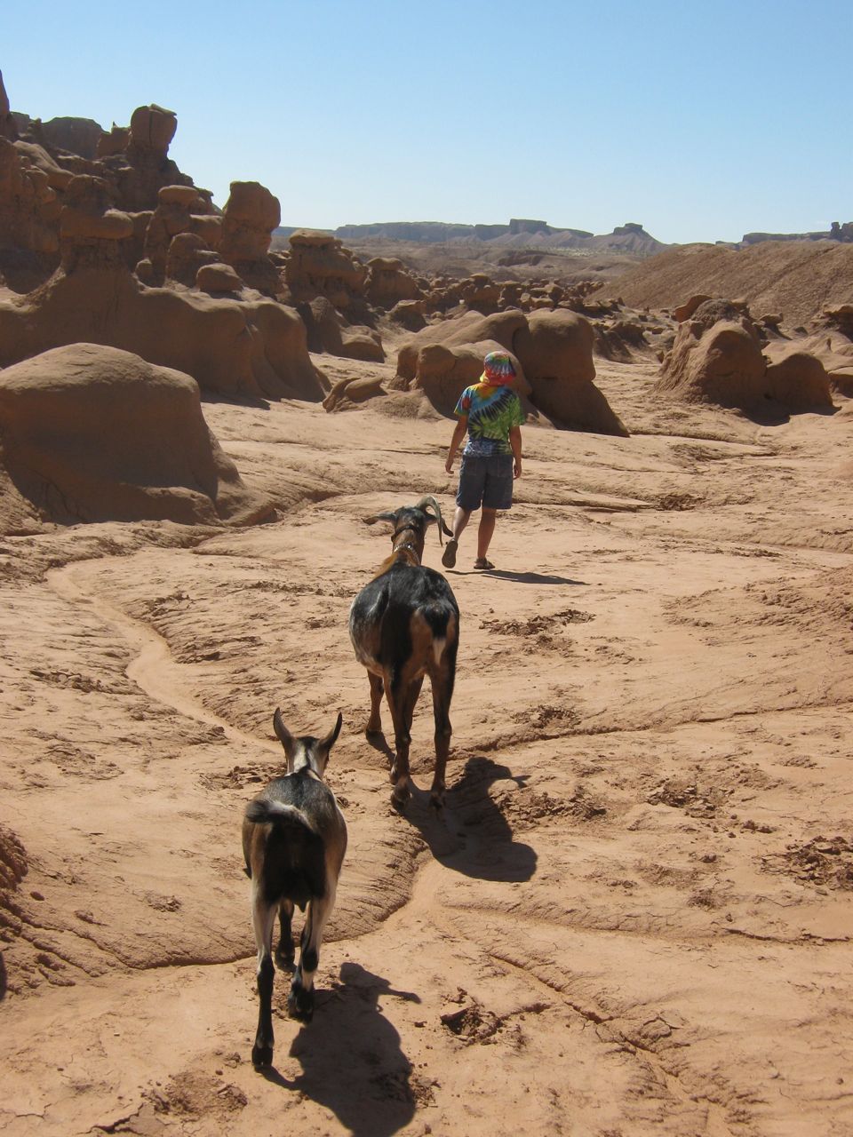 Goat Vacation: Goblin Valley | Goat-O-Rama