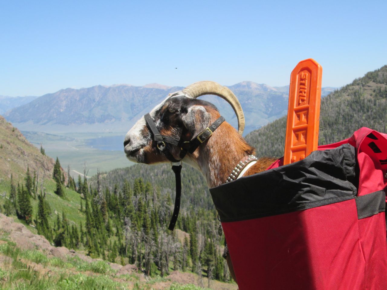 Articles | Goat-O-Rama