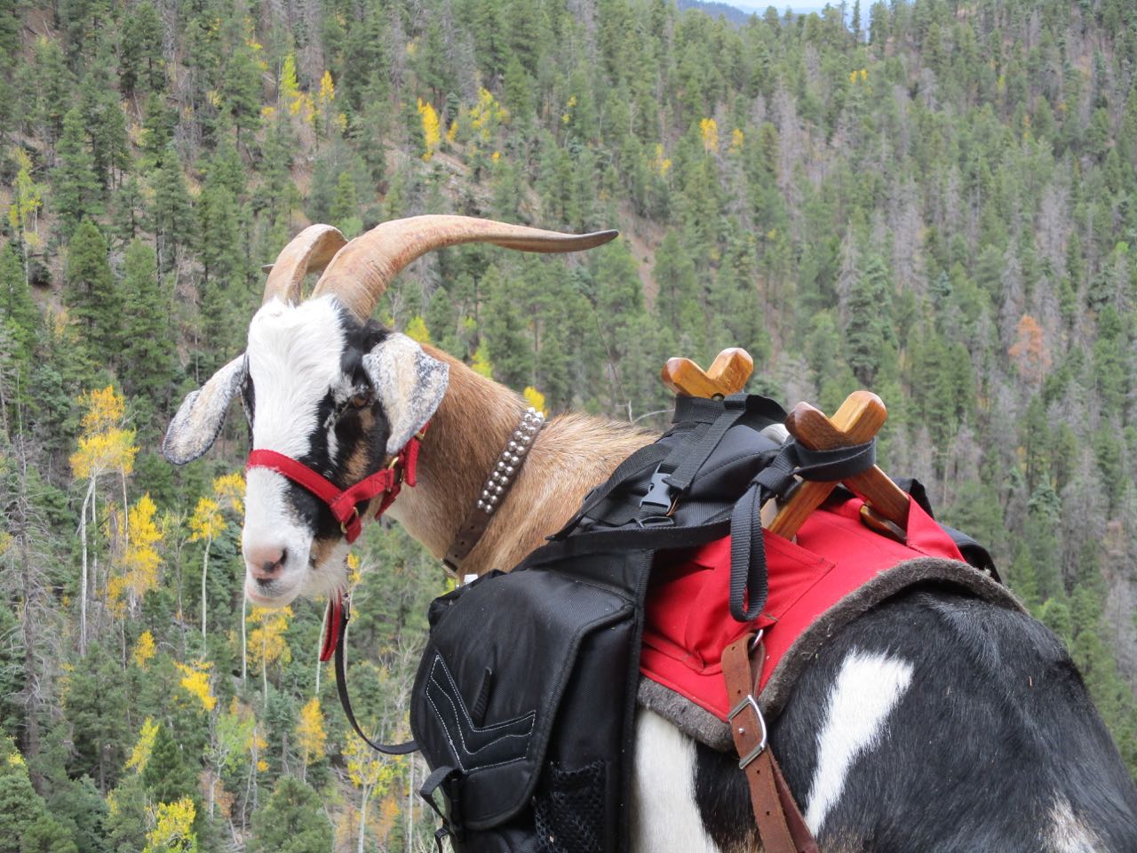 Articles | Goat-O-Rama