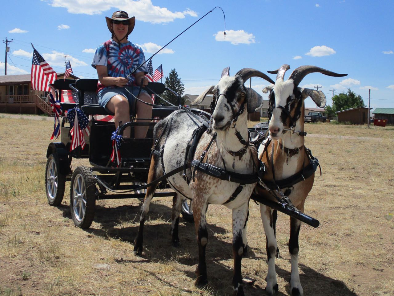 Articles | Goat-O-Rama