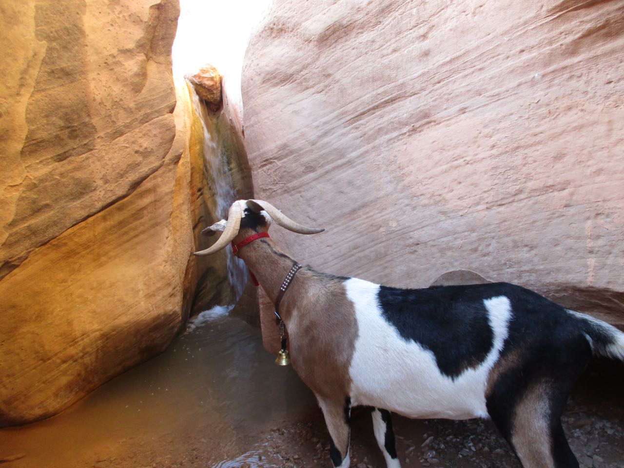 8th Annual Hassey “Goat Vacation” – Utah: Day 10 | Goat-O-Rama