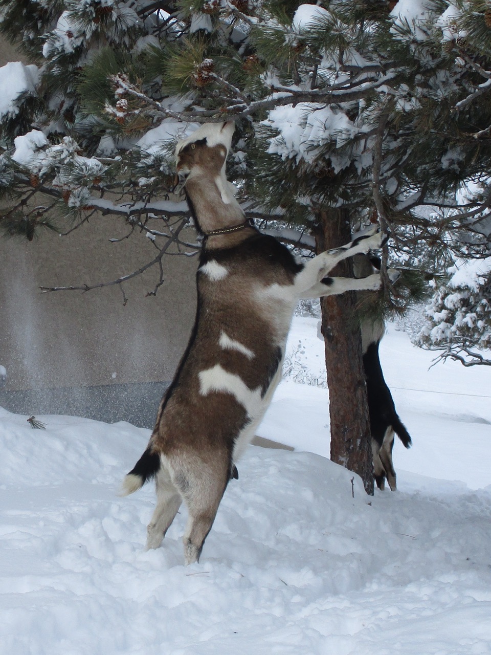 2019 | Goat-O-Rama