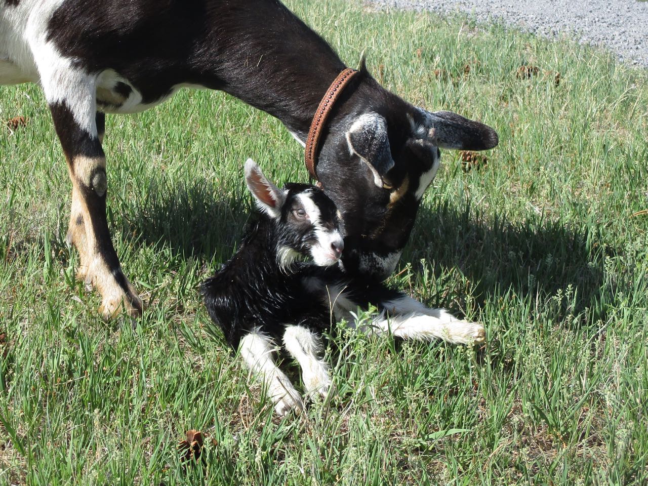 A Memorable Memorial Day | Goat-O-Rama