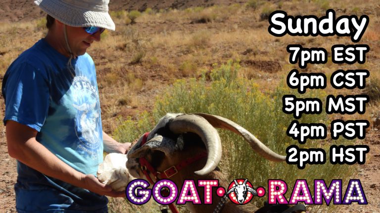Goats Fiddle / Violin Live Today! | Goat-O-Rama