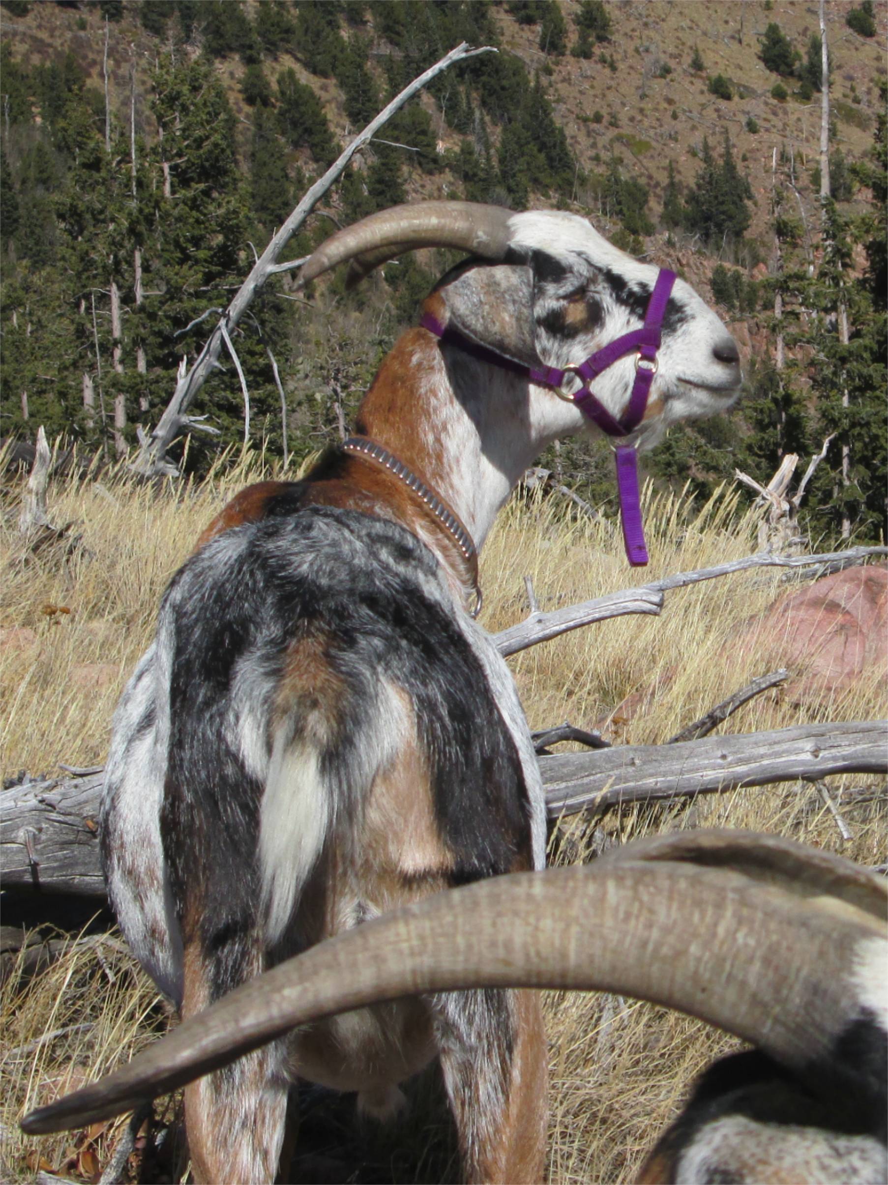 Goat-O-Rama | Put some color in your herd!