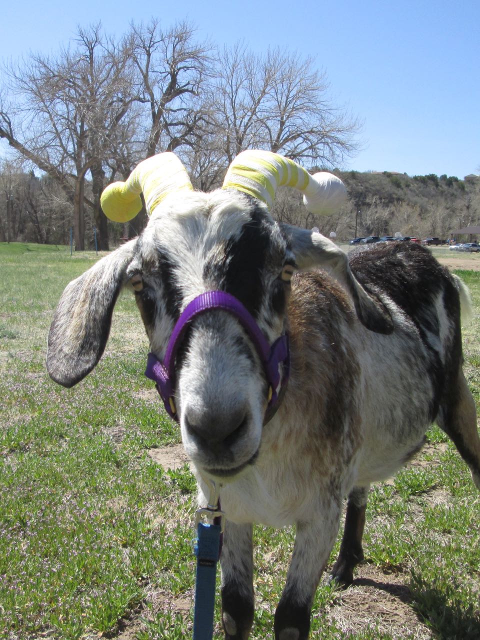 Goat-O-Rama | Put some color in your herd!