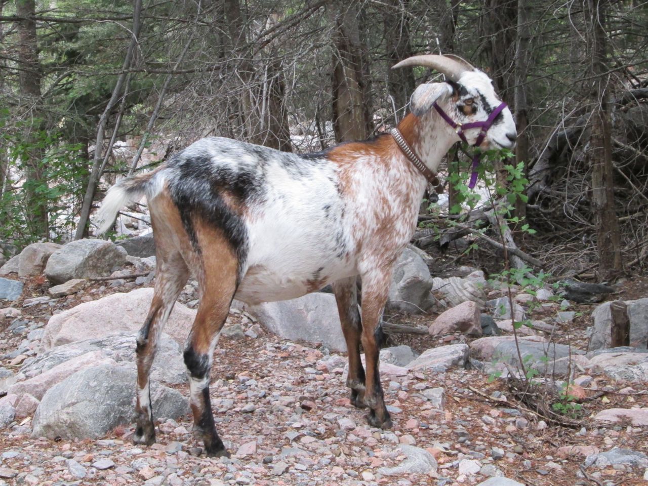 Goat-O-Rama | Put some color in your herd!