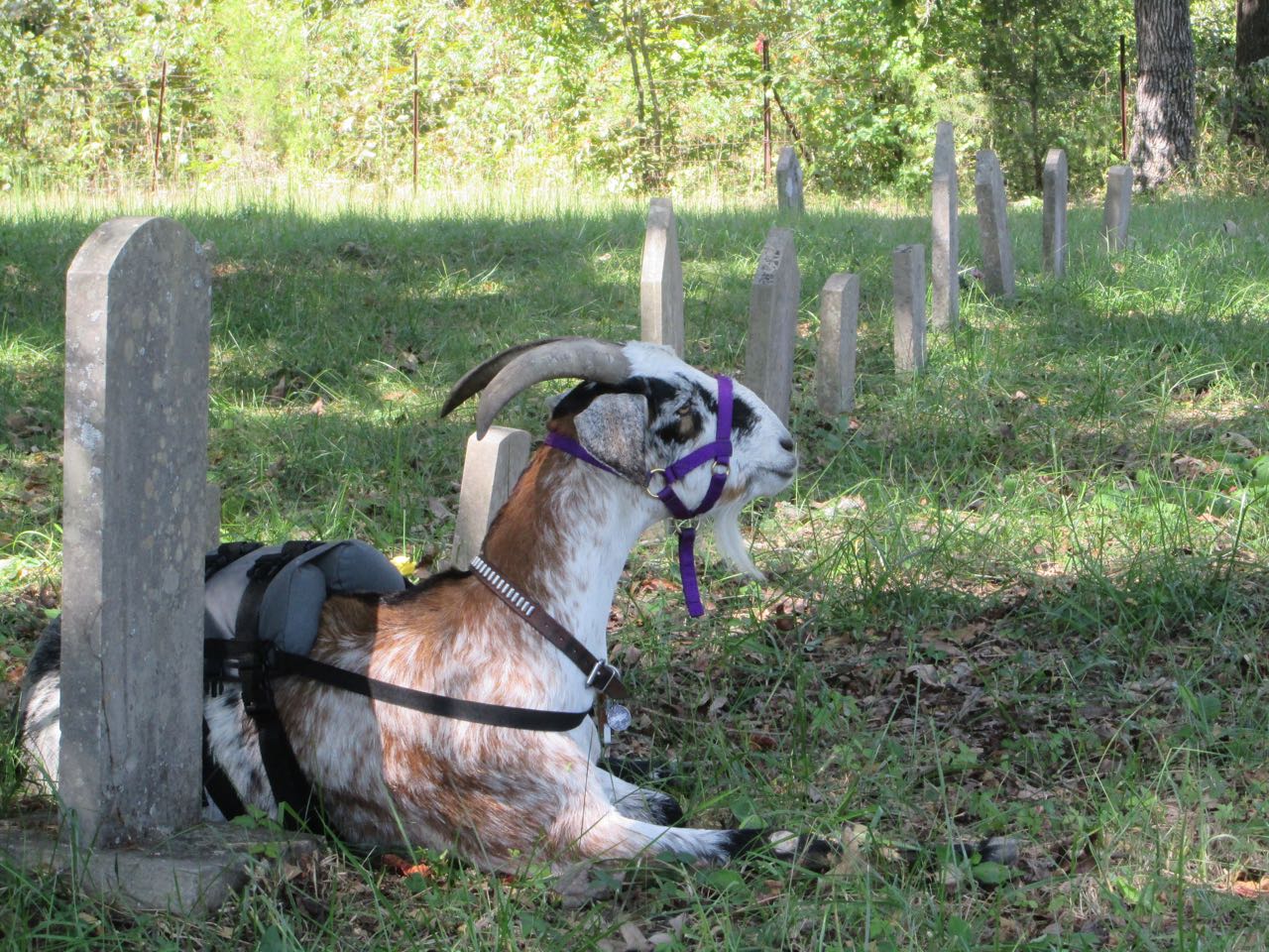 Goat-O-Rama | Put some color in your herd!