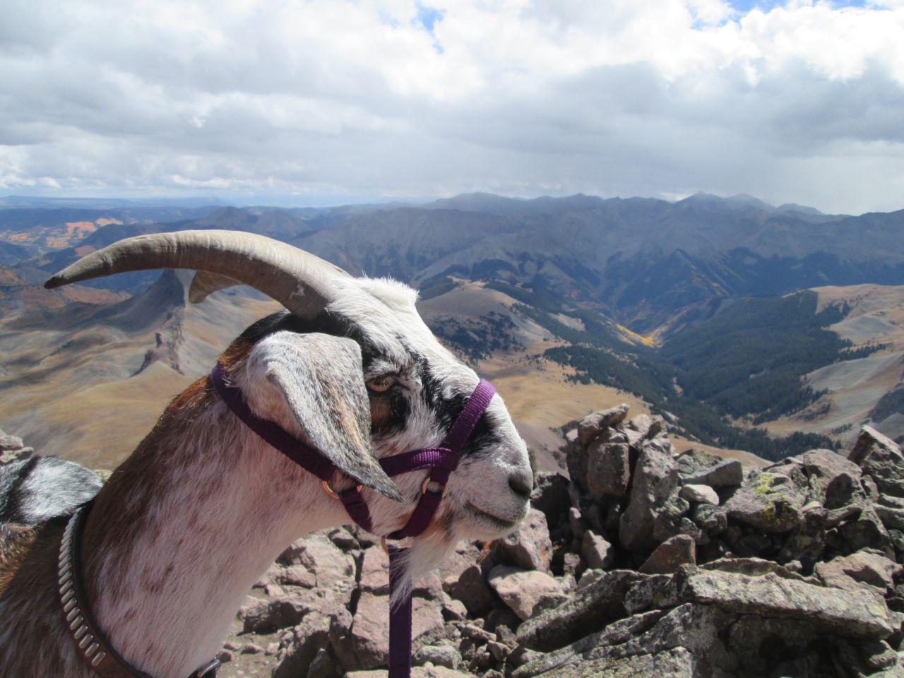 Goat-O-Rama | Put some color in your herd!