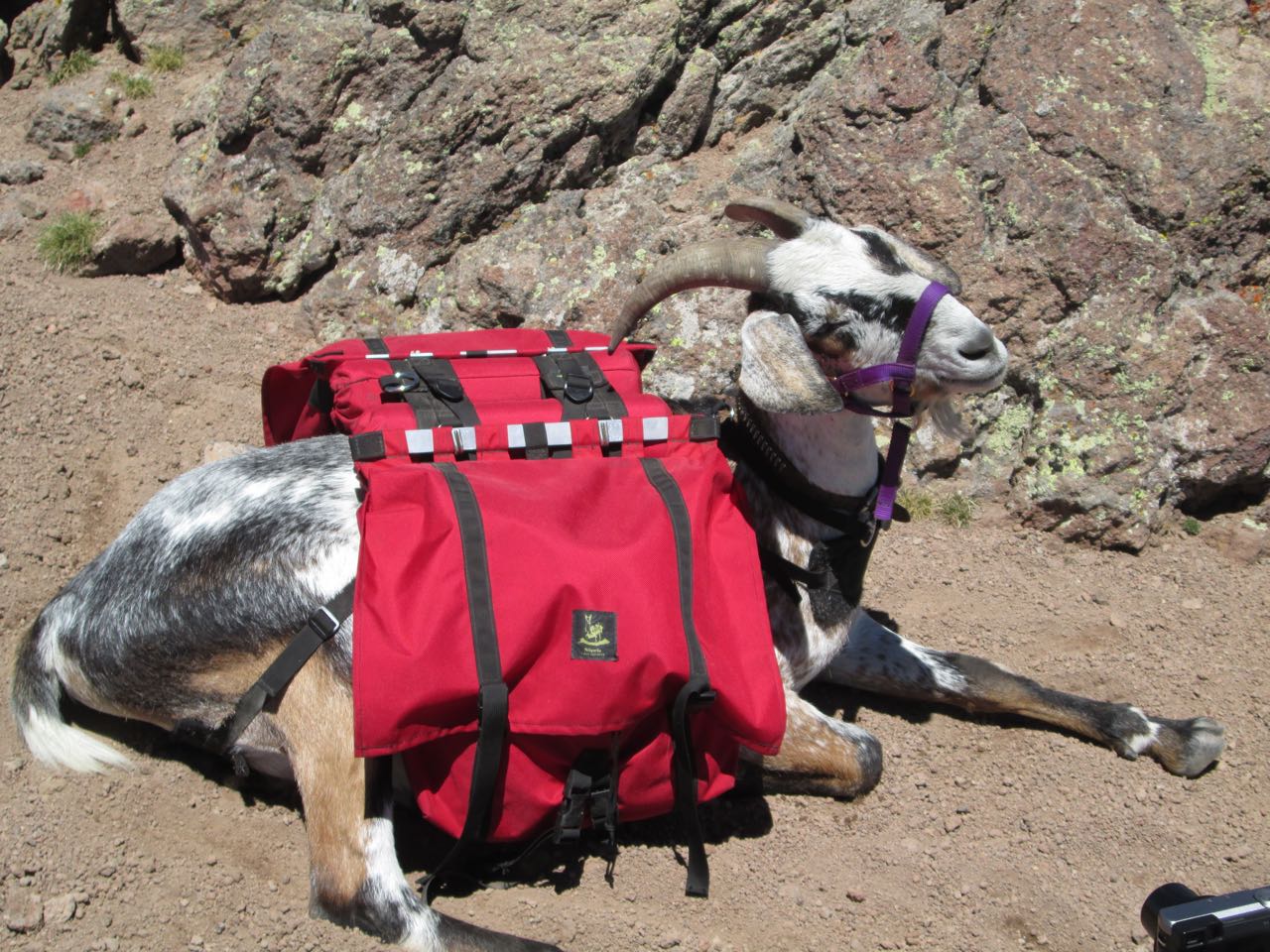 Goat-O-Rama | Put some color in your herd!