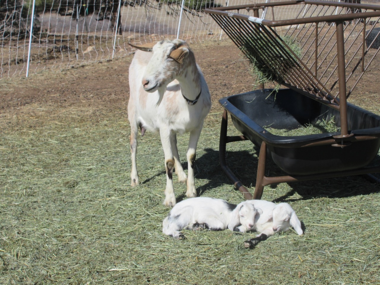 Goat-O-Rama | Put some color in your herd!