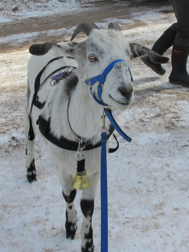 Goat-O-Rama | Put some color in your herd!