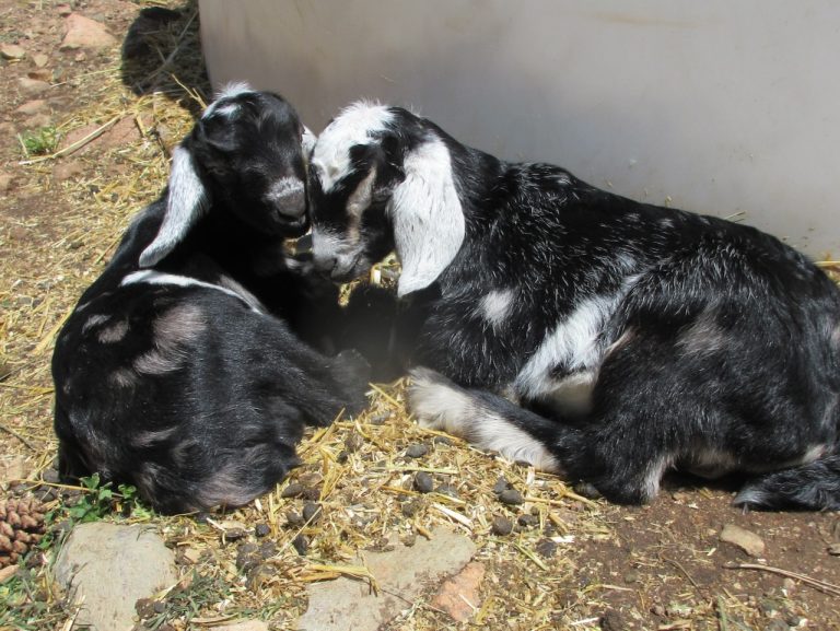 Goat-O-Rama | Put some color in your herd!