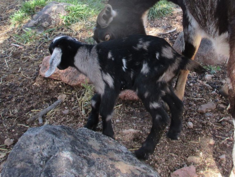 Goat-O-Rama | Put some color in your herd!