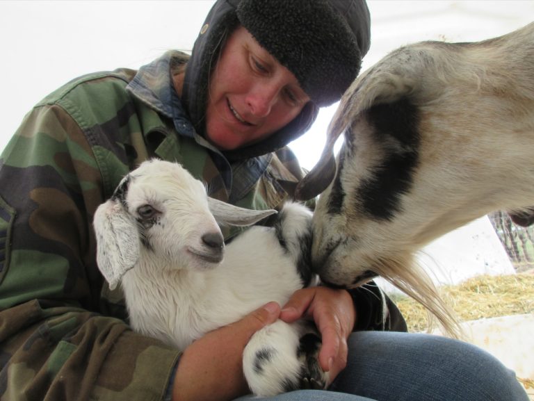 Goat-O-Rama | Put some color in your herd!