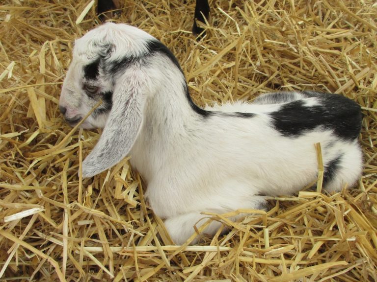 Goat-O-Rama | Put some color in your herd!