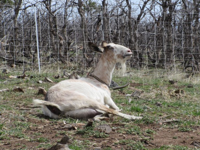 Goat-O-Rama | Put some color in your herd!