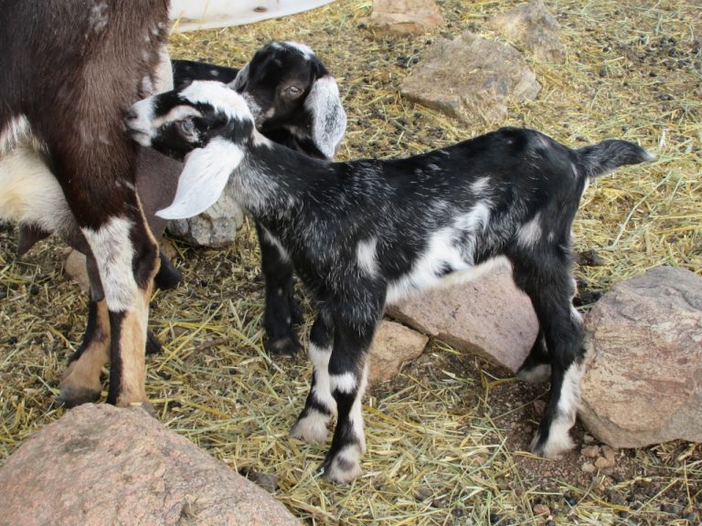 Goat-O-Rama | Put some color in your herd!