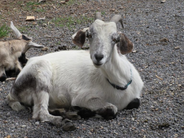 Goat-O-Rama | Put some color in your herd!