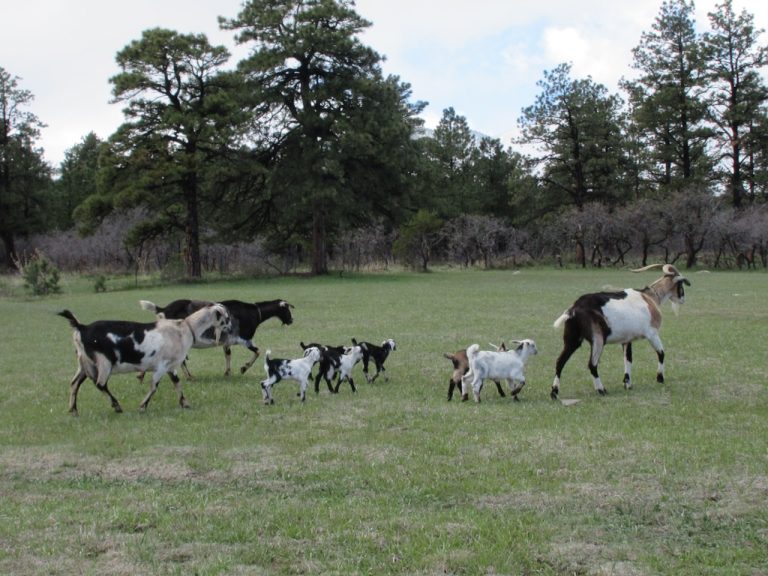 Goat-O-Rama | Put some color in your herd!