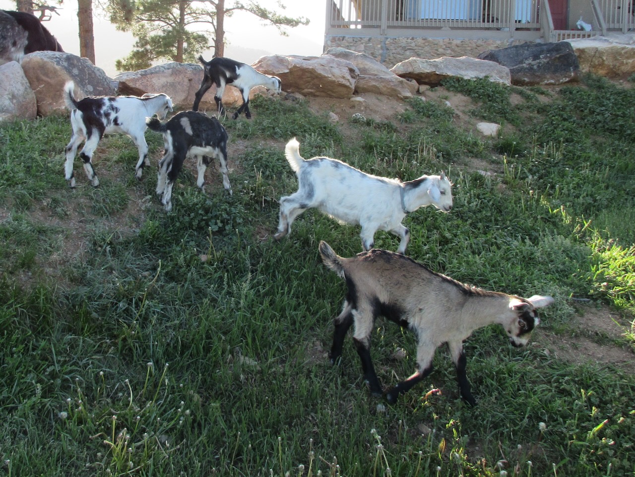 Goat-O-Rama | Put some color in your herd!