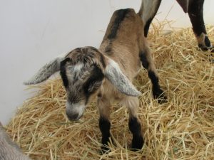 Goat-O-Rama | Put some color in your herd!