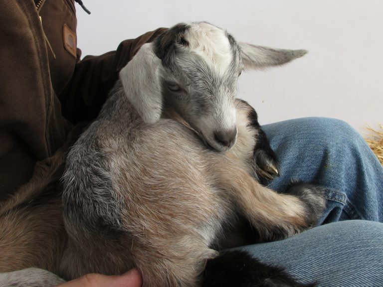 Goat-O-Rama | Put some color in your herd!