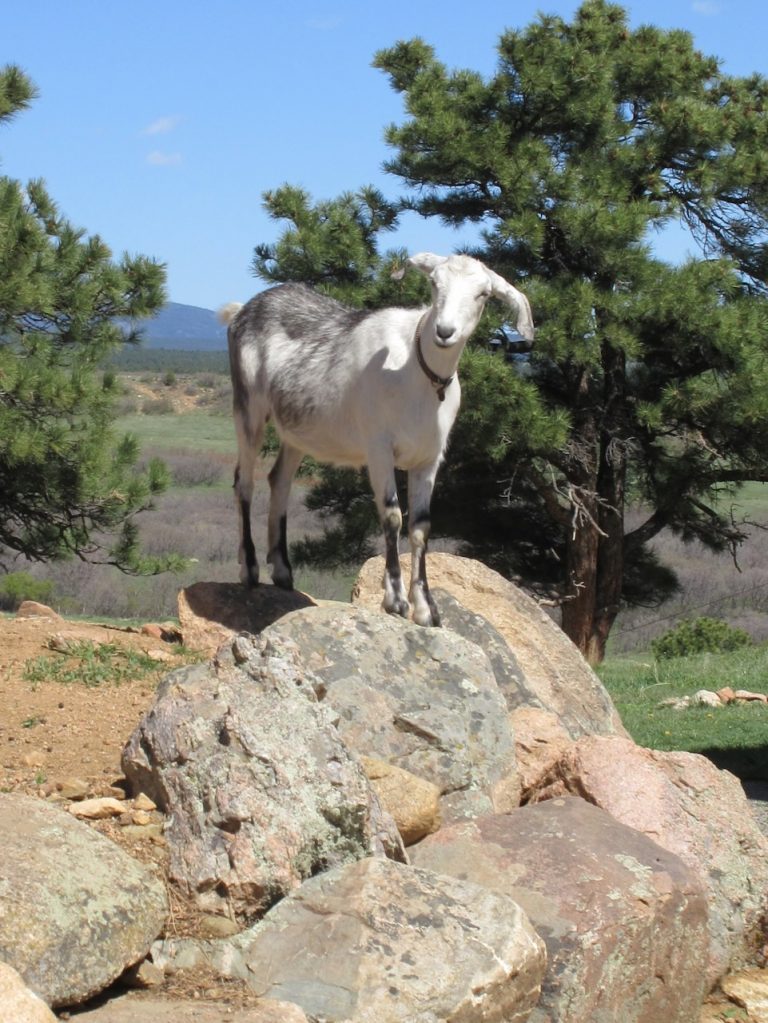 Goat-O-Rama | Put some color in your herd!