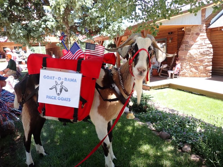 Goat-O-Rama | Put some color in your herd!